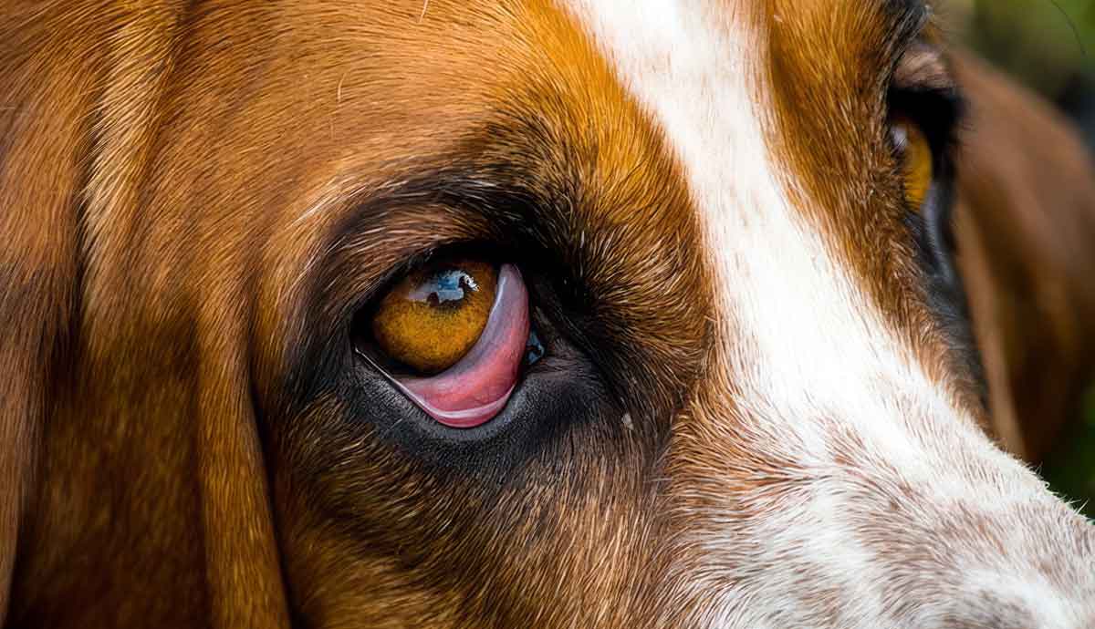 Eyelid Entropion in Dogs Causes, Symptoms, and Treatment - Livestock ...