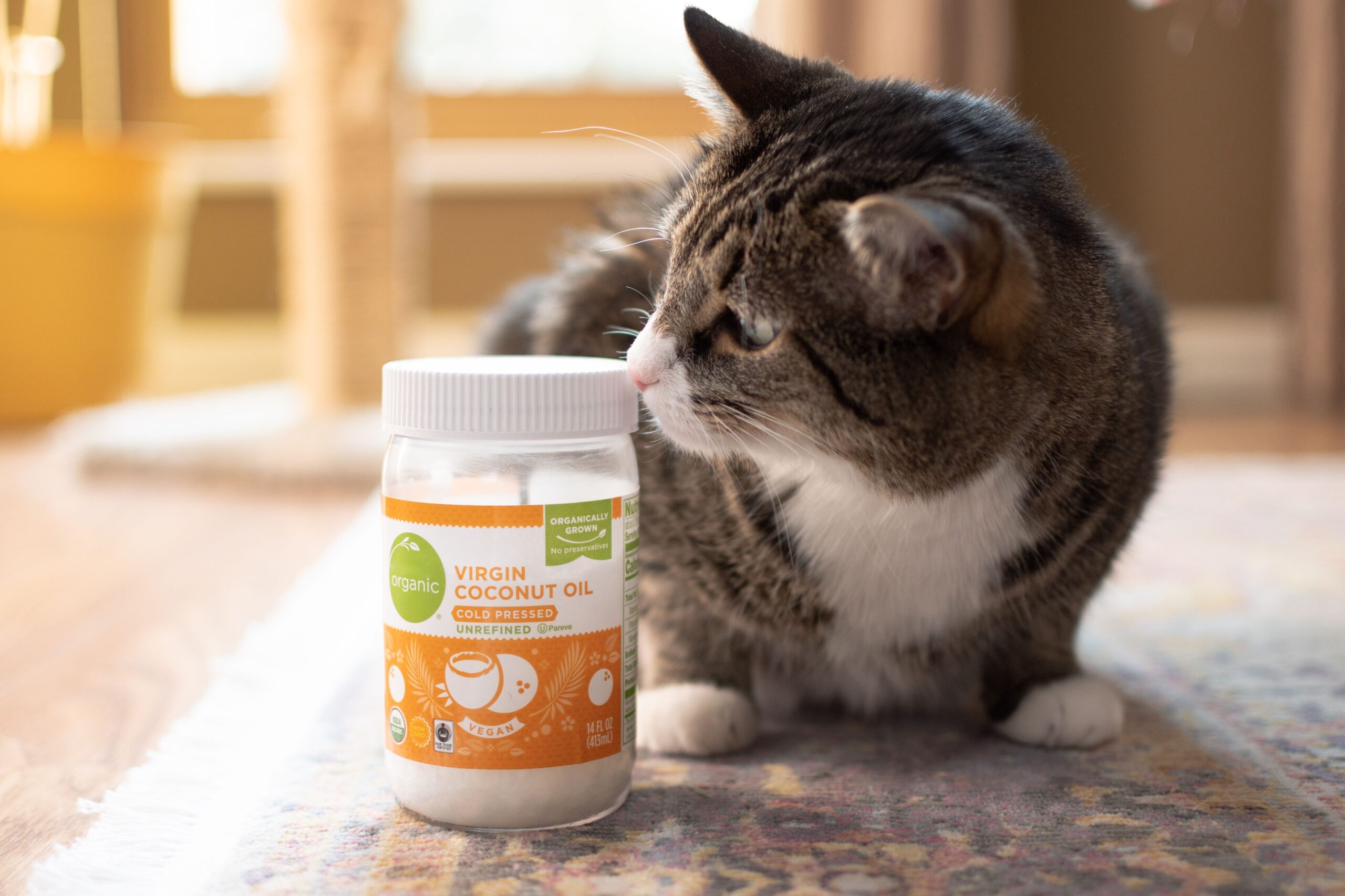 Coconut Oil for Cats: What Every Cat Parent Should Know - Livestock ...